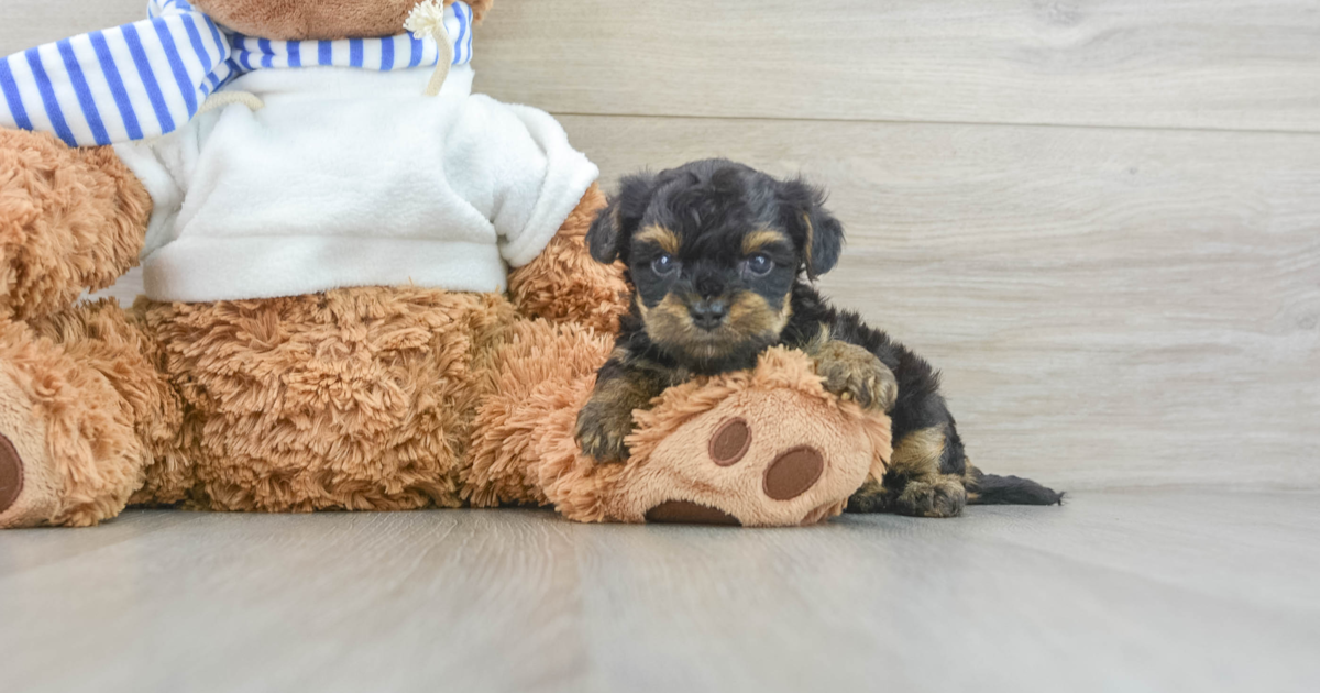 Energetic Yorkie Poo Neil: 2lb 4oz Doodle Puppy