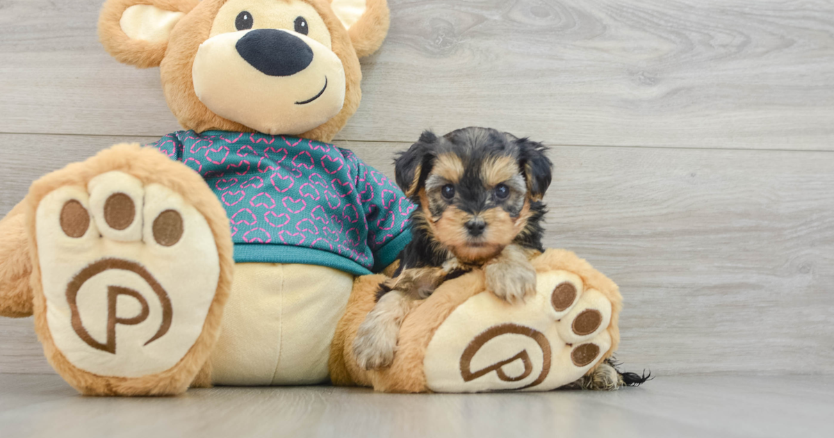 Adorable Yorkie Poo Neil: 2lb 6oz Doodle Puppy