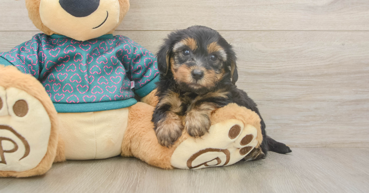 Smart Yorkie Poo Neil: 3lb 3oz Doodle Puppy