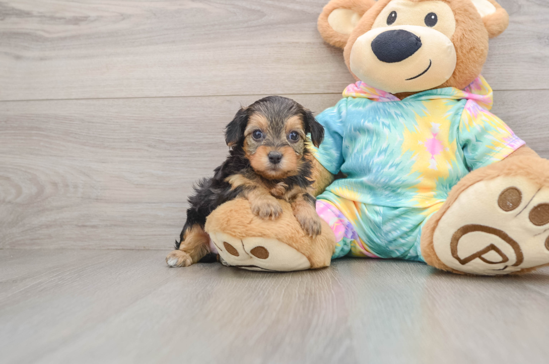 Yorkie Poo Puppies For Sale: Exclusive Doodles | Premier Pups