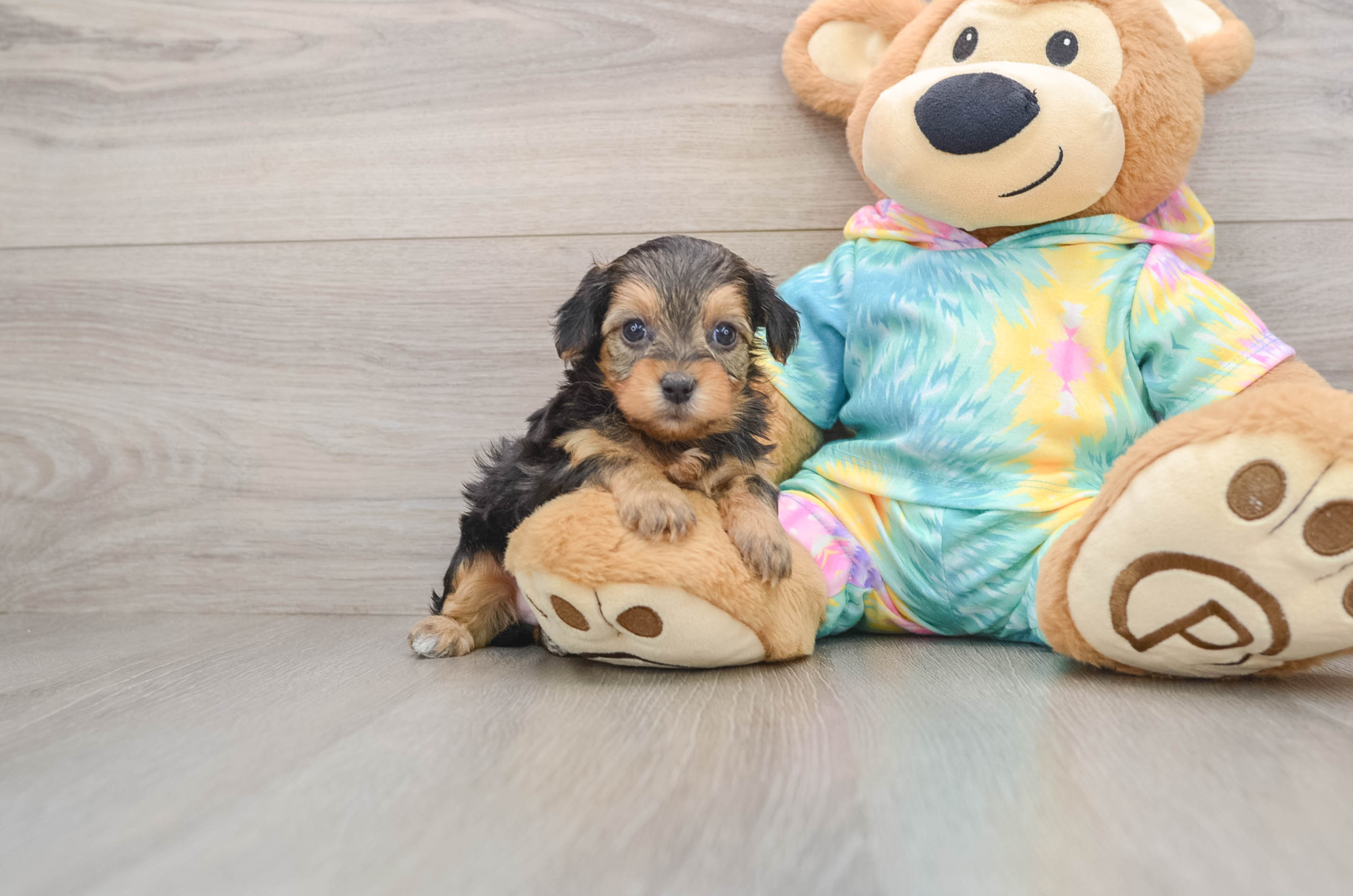 Yorkie Poo Puppies For Sale: Exclusive Doodles | Premier Pups