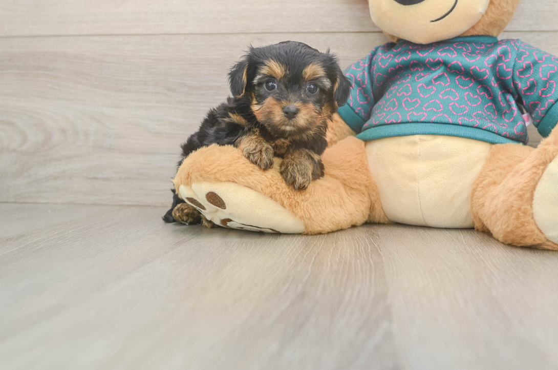 Exclusive Pomapoo Puppies For Sale | Premier Pups