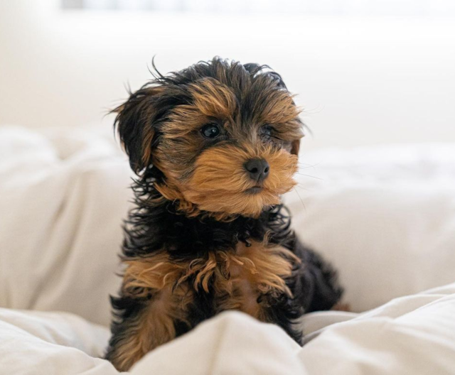 Exclusive Pomapoo Puppies For Sale | Premier Pups