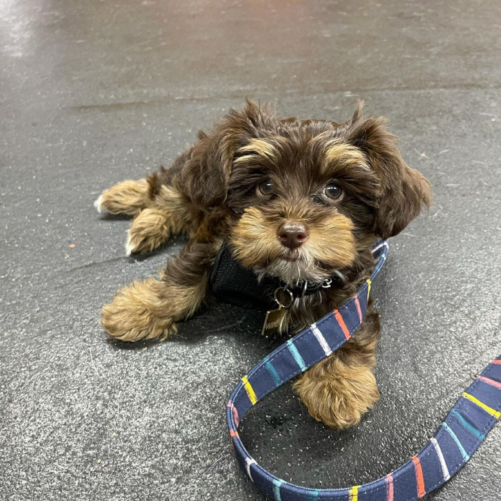 Yorkie Poo Puppies For Sale: Exclusive Doodles | Premier Pups