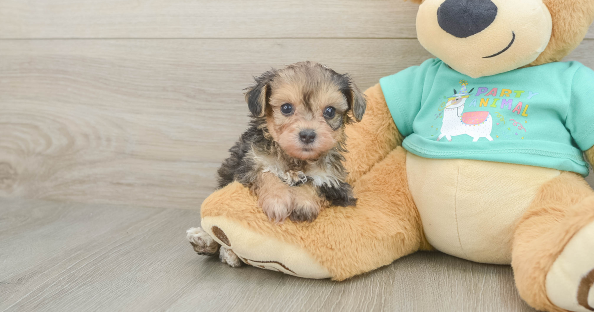 Fluffy Yorkie Poo Sabrina: 2lb 5oz Doodle Puppy