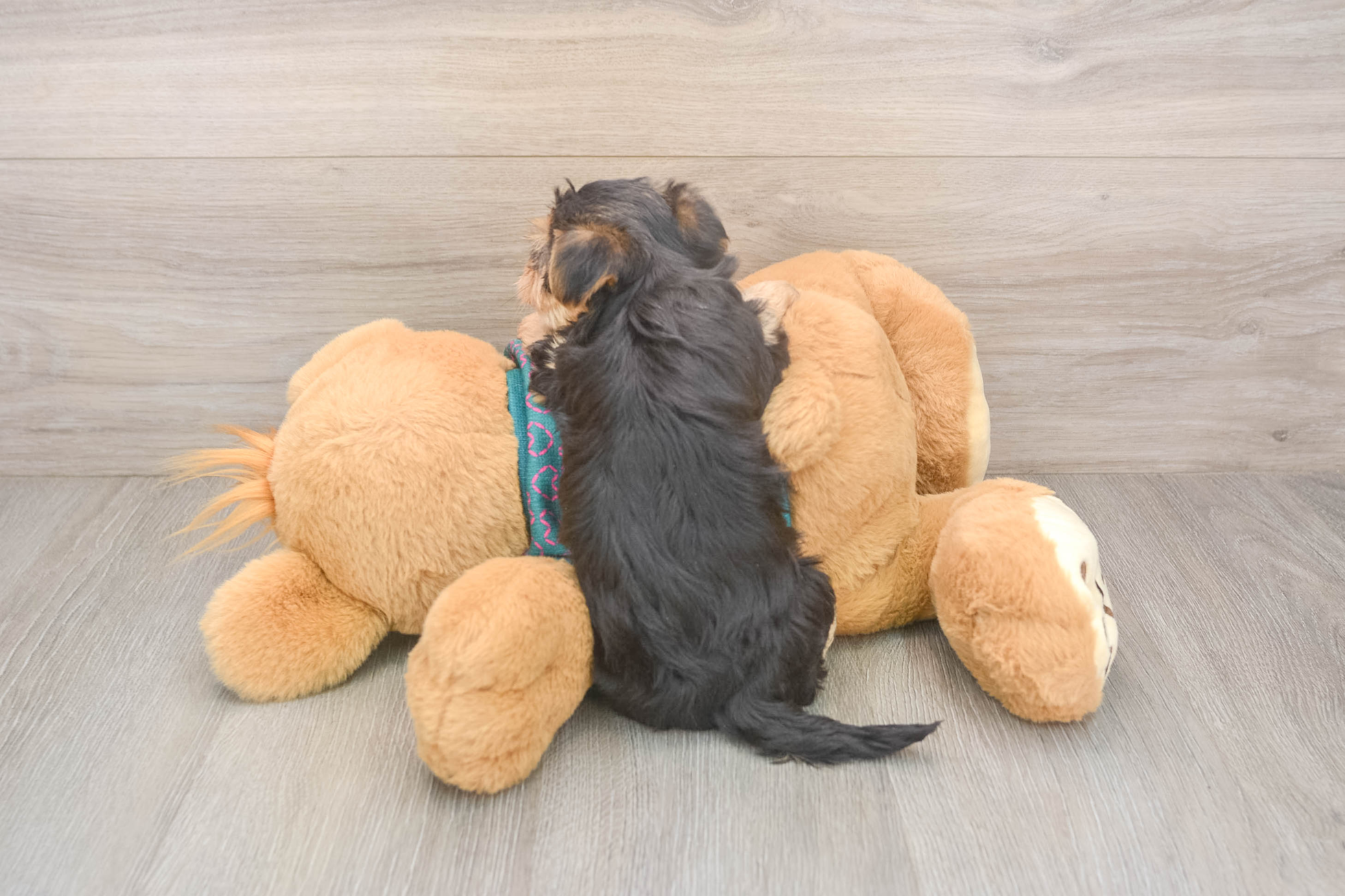 Smart Yorkie Poo Sandy: 2lb 11oz Doodle Puppy
