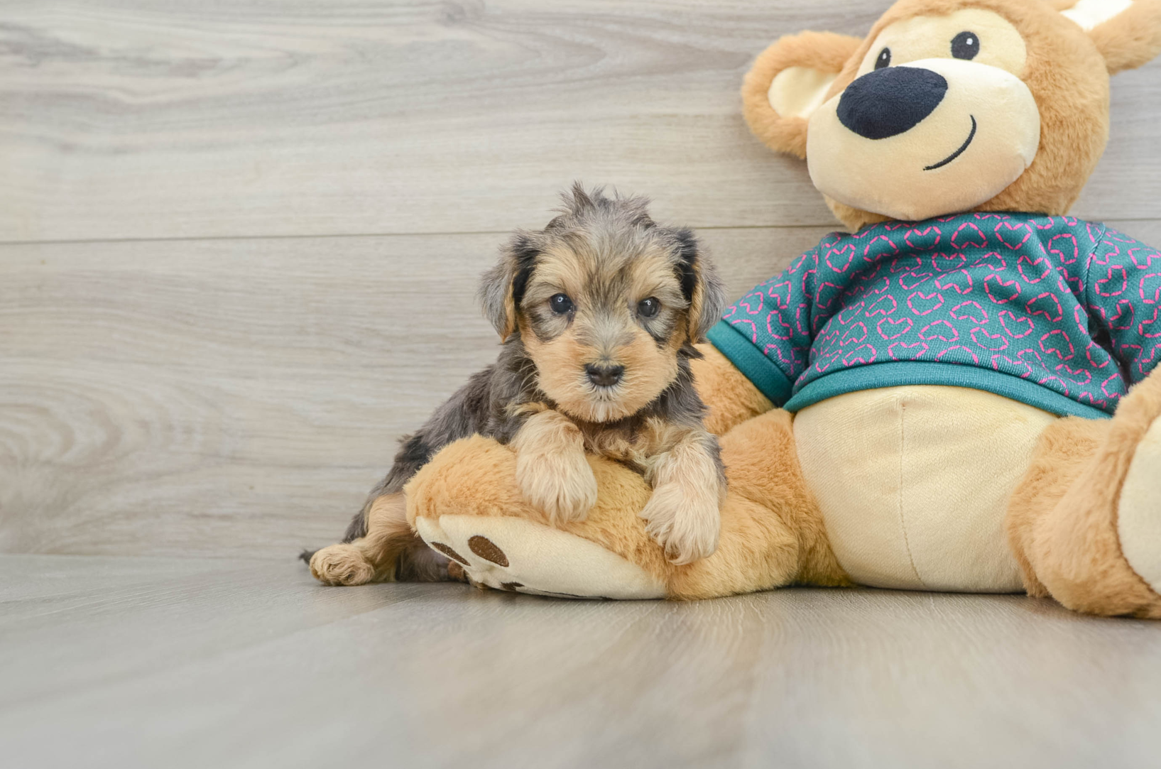 Yorkie Poo Puppies For Sale: Exclusive Doodles | Premier Pups