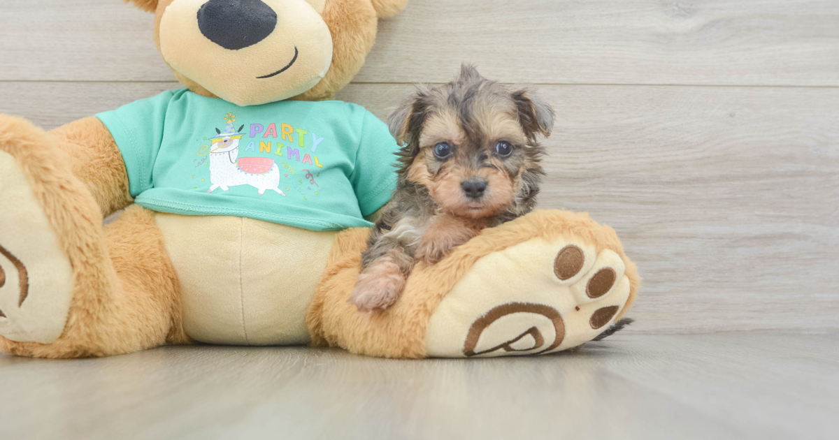 Fluffy Yorkie Poo Sebastian: 2lb 8oz Doodle Puppy
