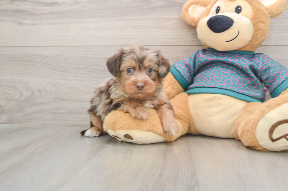 Yorkie Poo Puppies For Sale: Exclusive Doodles | Premier Pups