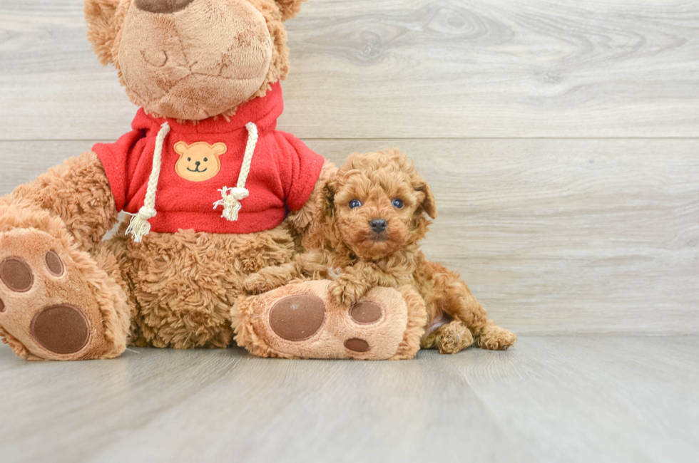 Exclusive Pomapoo Puppies For Sale | Premier Pups