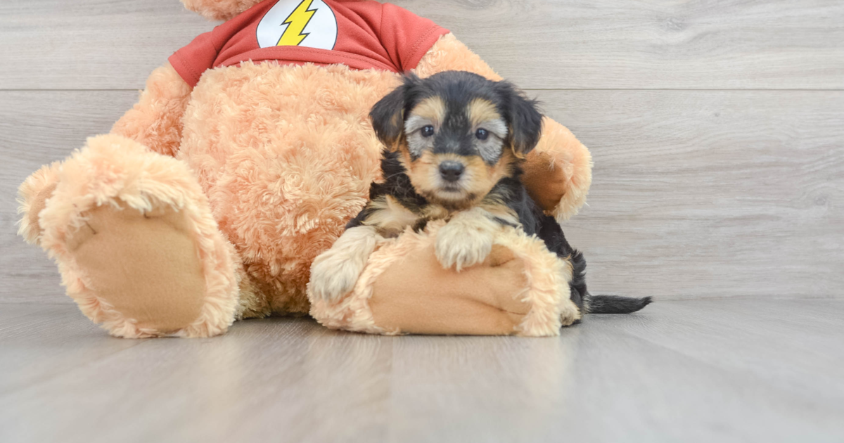 Fluffy Yorkie Poo Taylor: 2lb 15oz Doodle Puppy