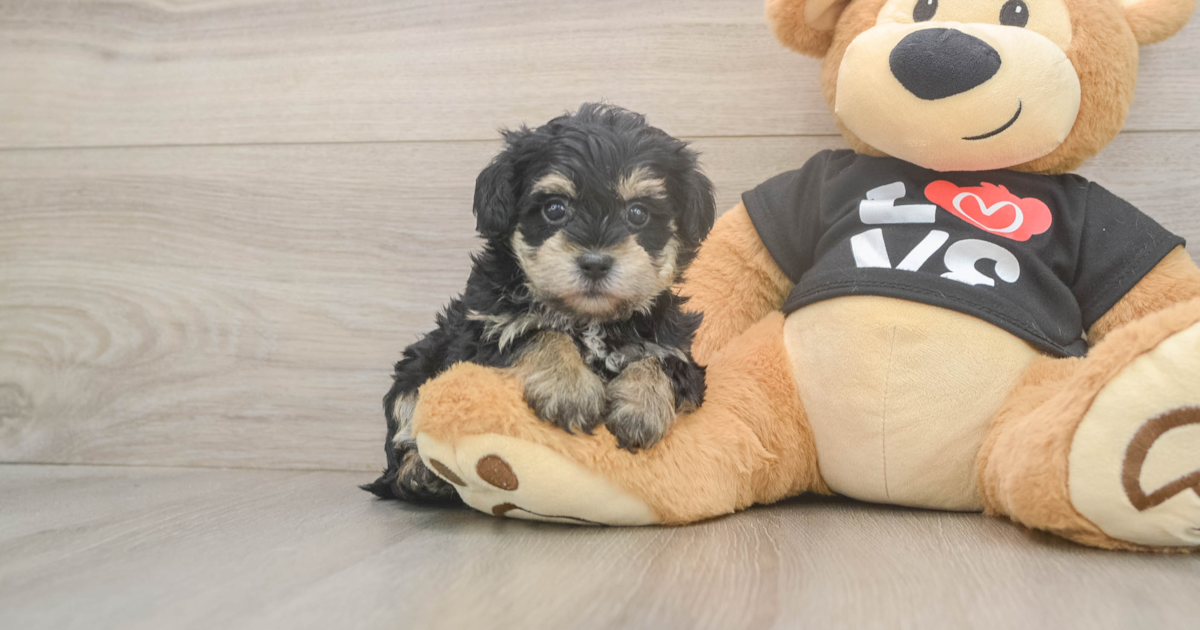 Fluffy Yorkie Poo Taylor: 3lb 8oz Doodle Puppy
