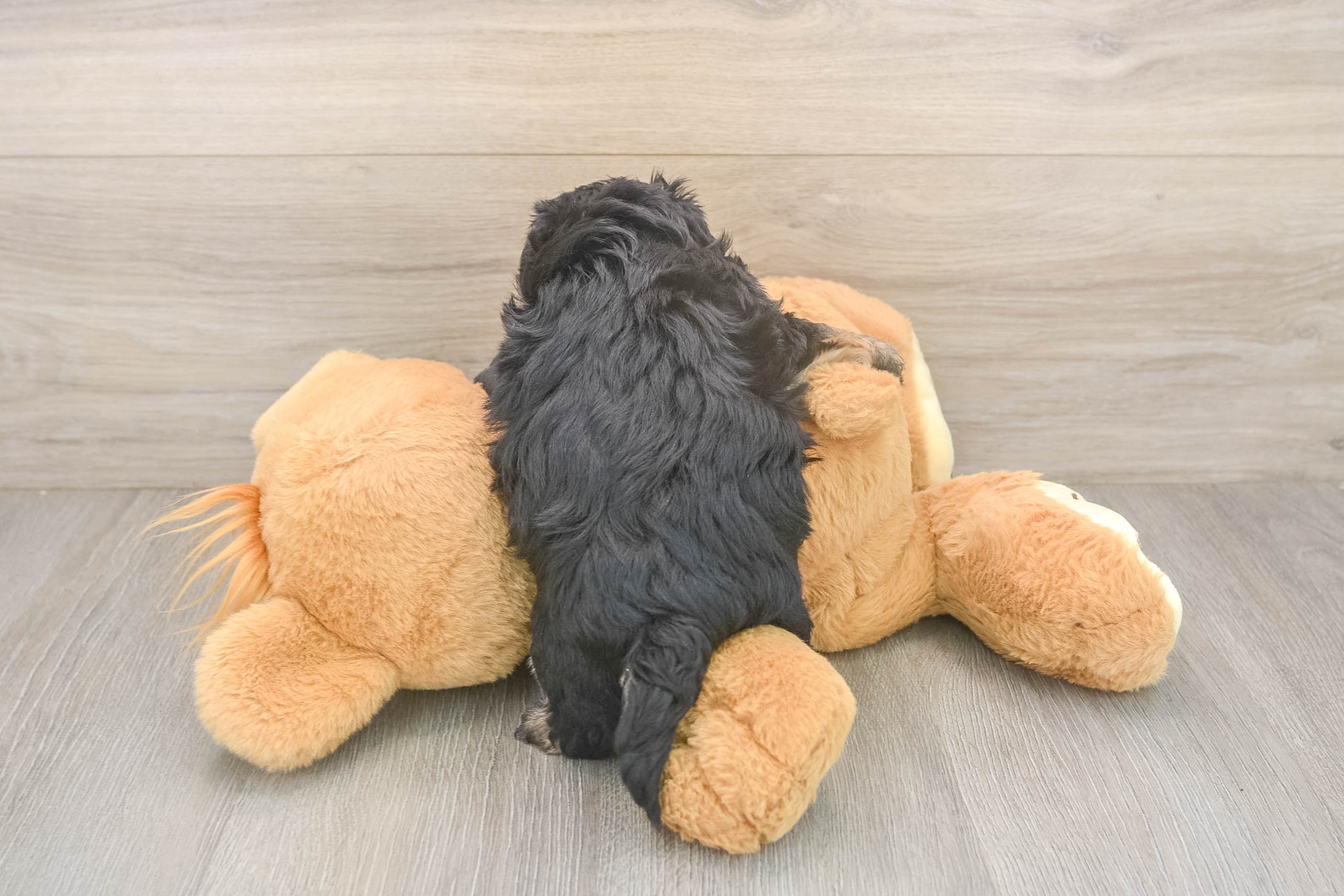 Sweet Yorkie Poo Taylor: 3lb 8oz Doodle Puppy