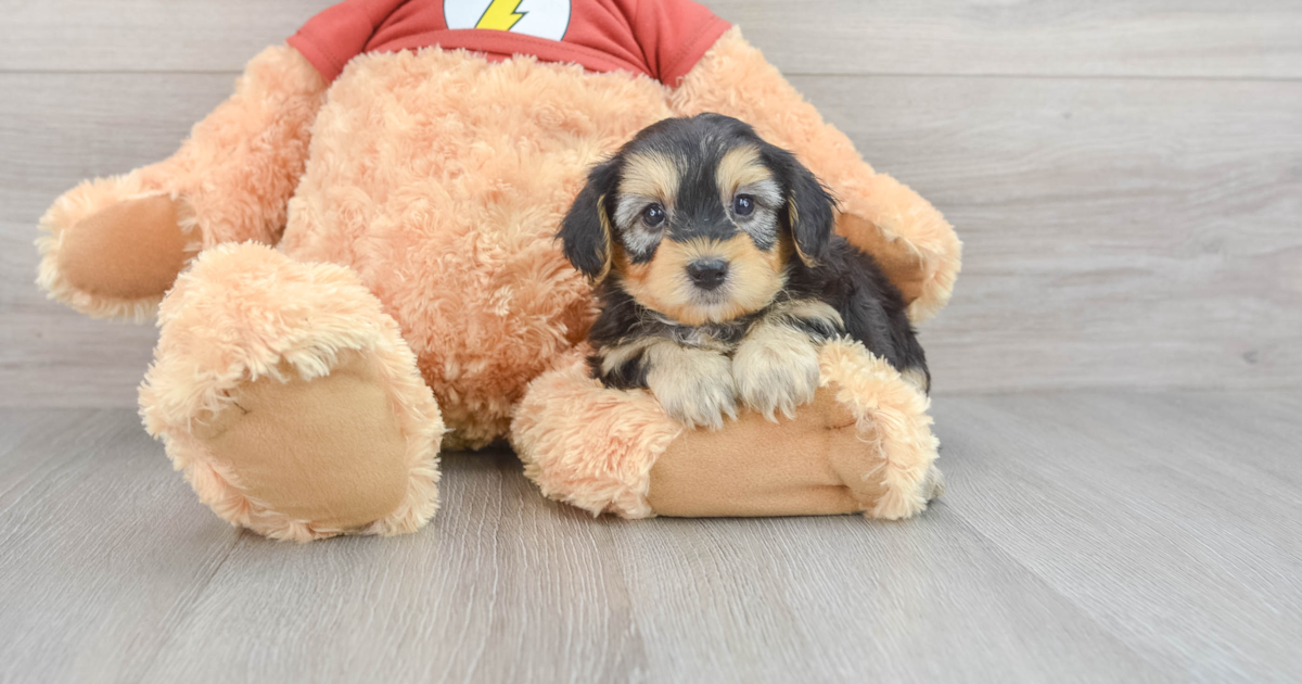 Small Yorkie Poo Timmy: 3lb 4oz Doodle Puppy