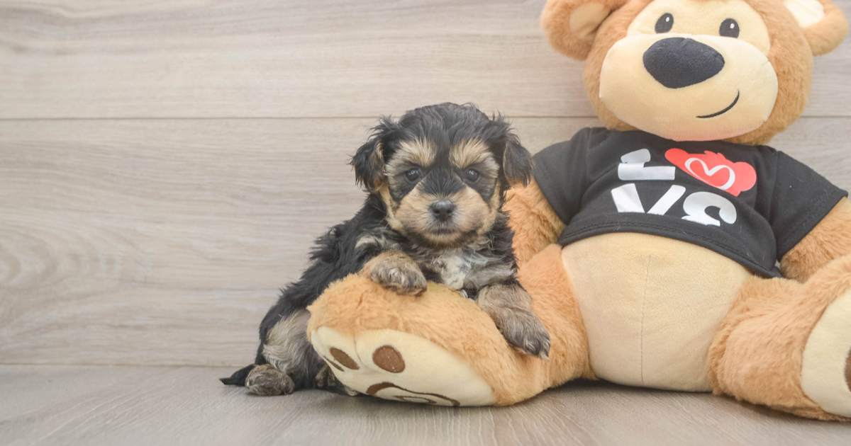 Friendly Yorkie Poo Timmy: 2lb 14oz Doodle Puppy