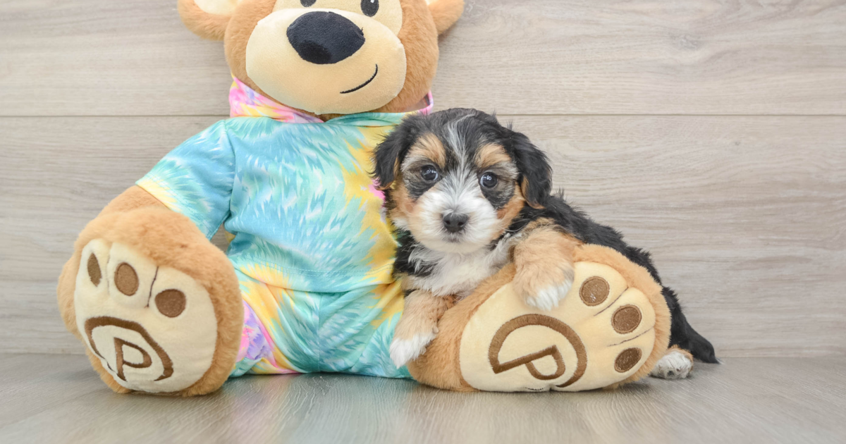 Small Yorkie Poo Timmy: 4lb 4oz Doodle Puppy