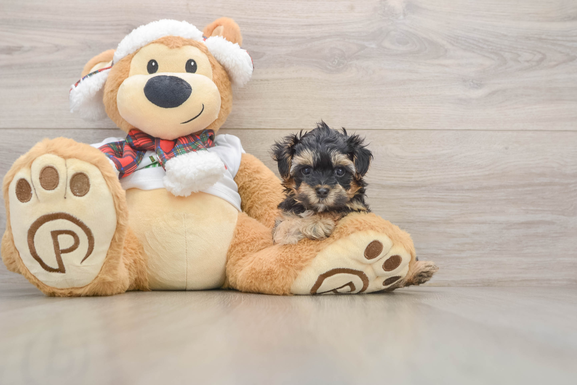 Fluffy Yorkie Poo Valhalla: 2lb 1oz Doodle Puppy