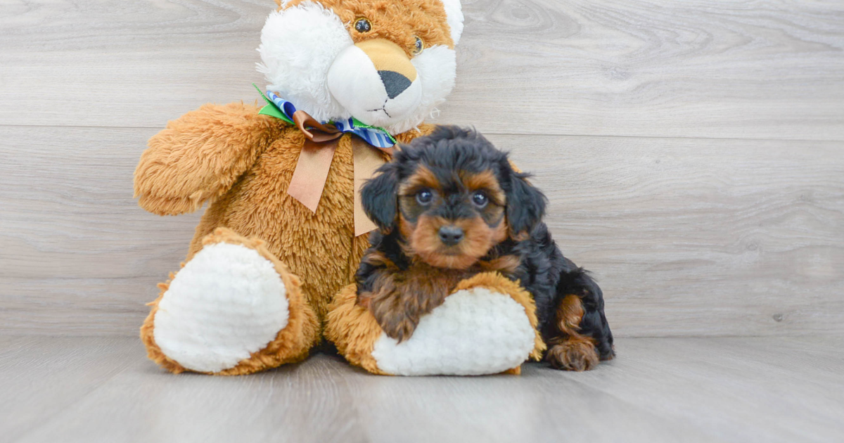Adorable Yorkie Poo Zen: 2lb 12oz Doodle Puppy