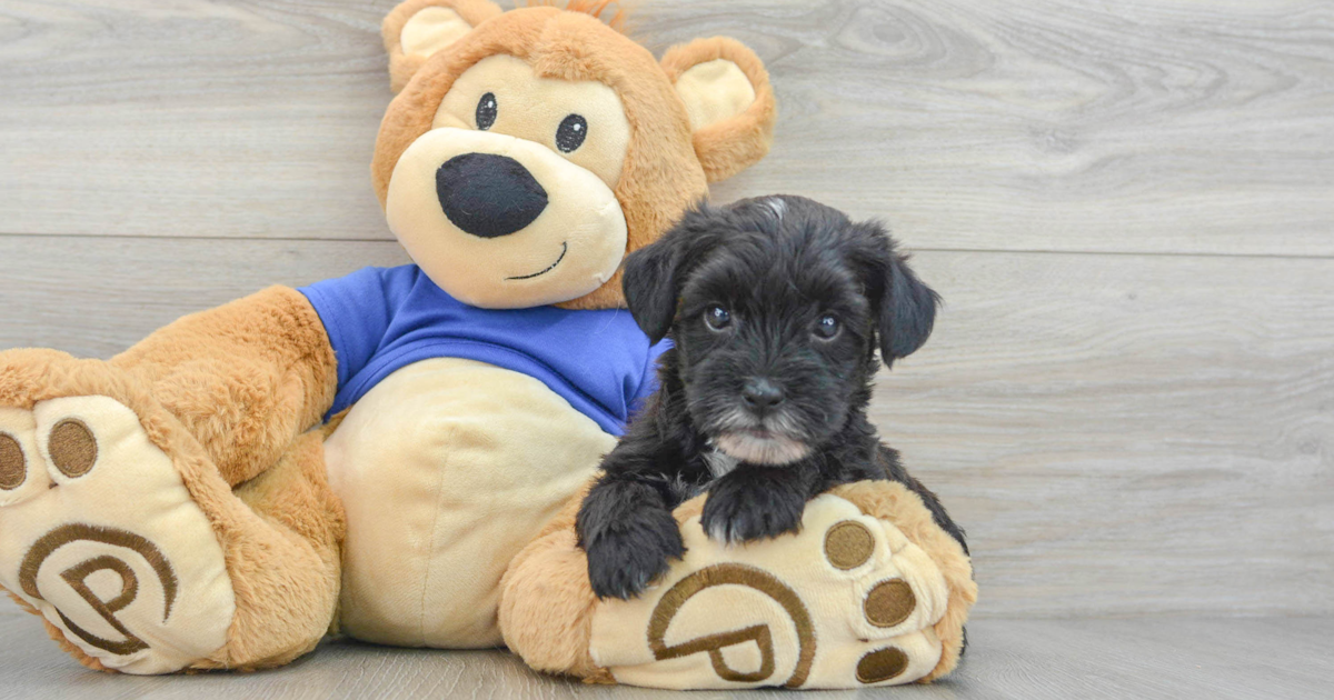 Happy Yorkie Poo Zeppelin: 4lb 1oz Doodle Puppy