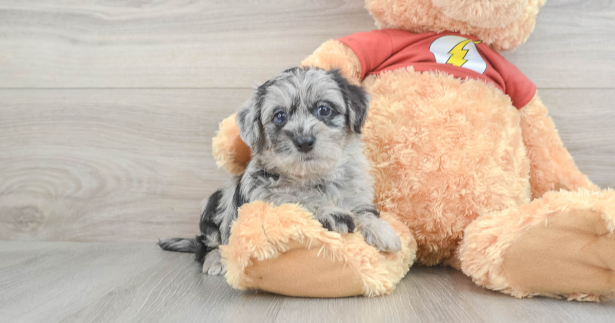 Small Yorkie Poo Zeppelin: 4lb 12oz Doodle Puppy