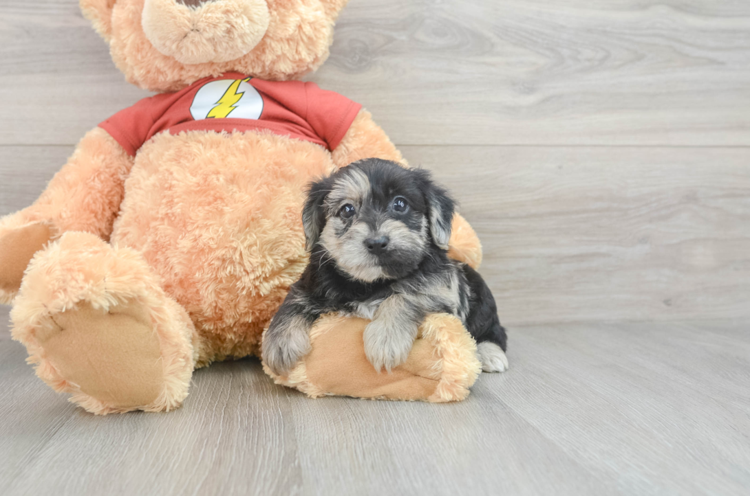 Yorkie Poo Puppies For Sale: Exclusive Doodles | Premier Pups