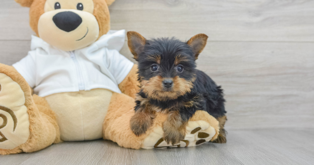 Friendly Yorkshire Terrier Bella: 2lb 4oz Purebred Puppy