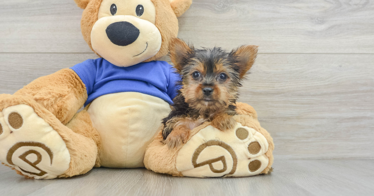 Hypoallergenic Yorkshire Terrier Bella: 1lb 9oz Purebred Puppy