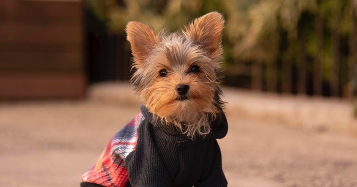 Yorkshire Terrier Breed Information | Premier Pups