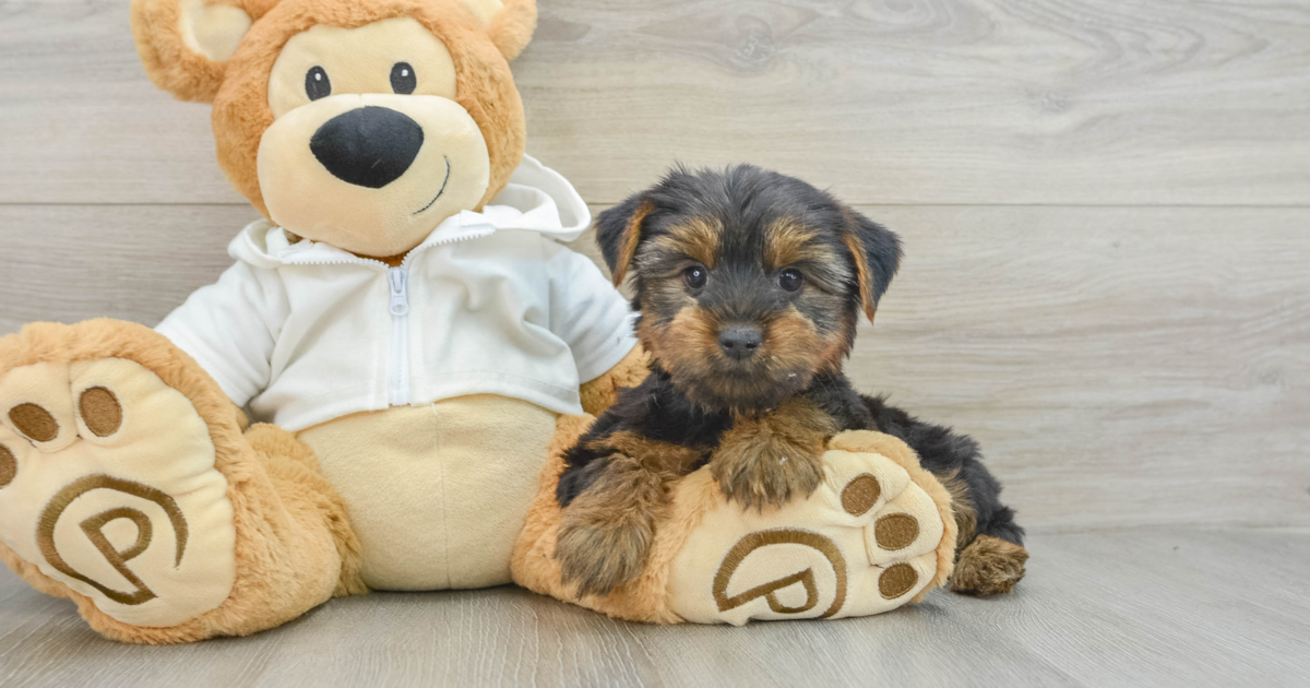 Popular Yorkshire Terrier Cupcakes: 3lb 3oz Purebred Puppy