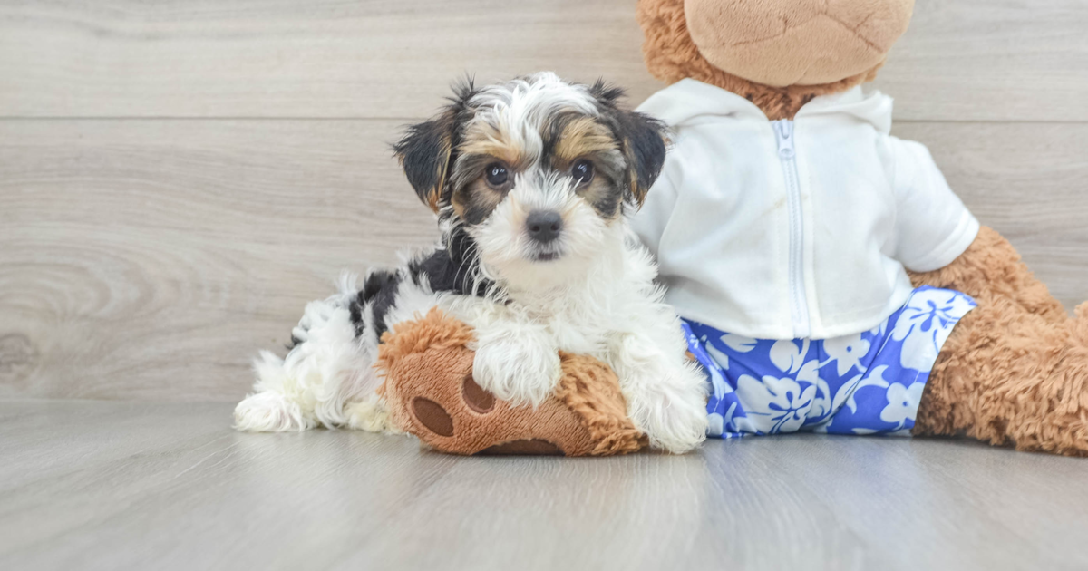 Adorable Yorkshire Terrier Rascal: 3lb 2oz Purebred Puppy