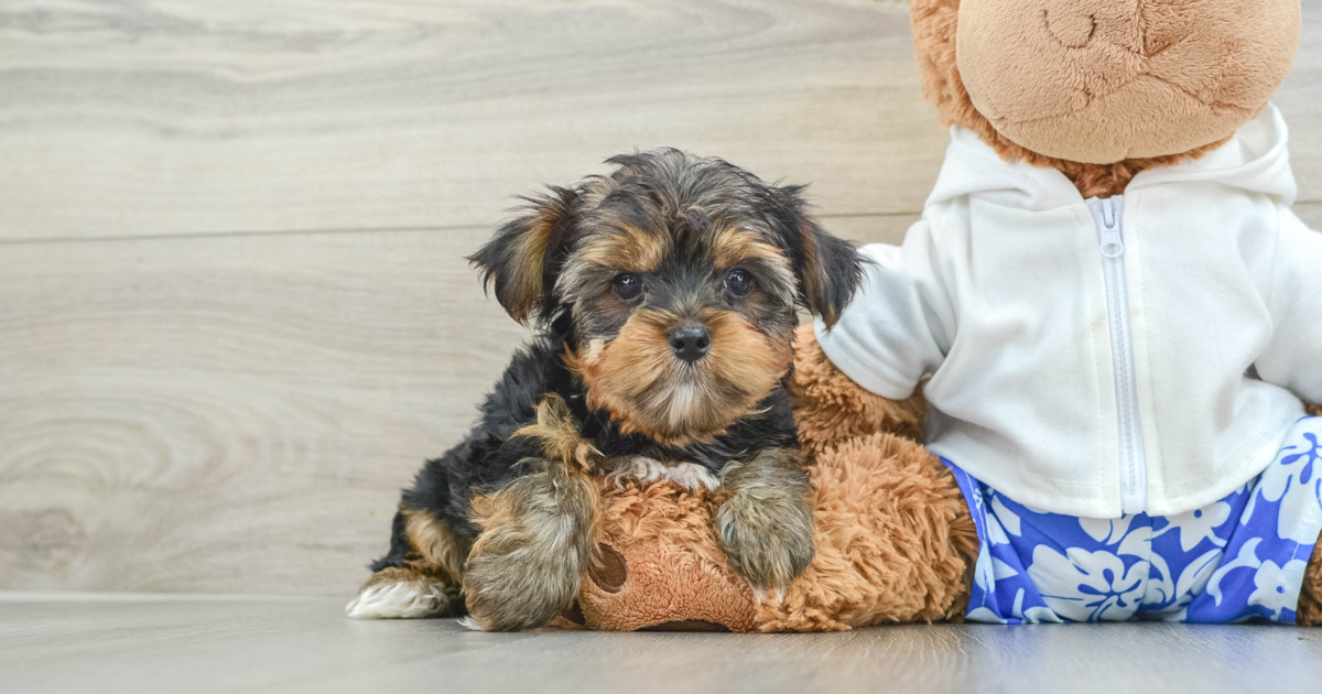 Cute Yorkshire Terrier Rascal: 2lb 6oz Purebred Puppy