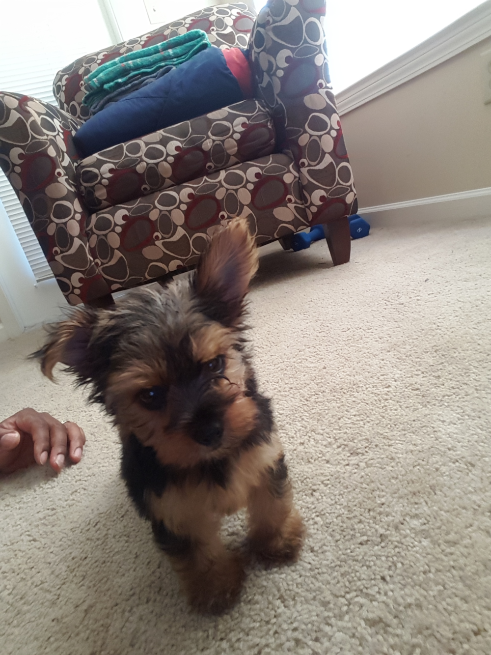 Available Yorkshire Terrier Puppies for Sale in Nashville, Tennessee