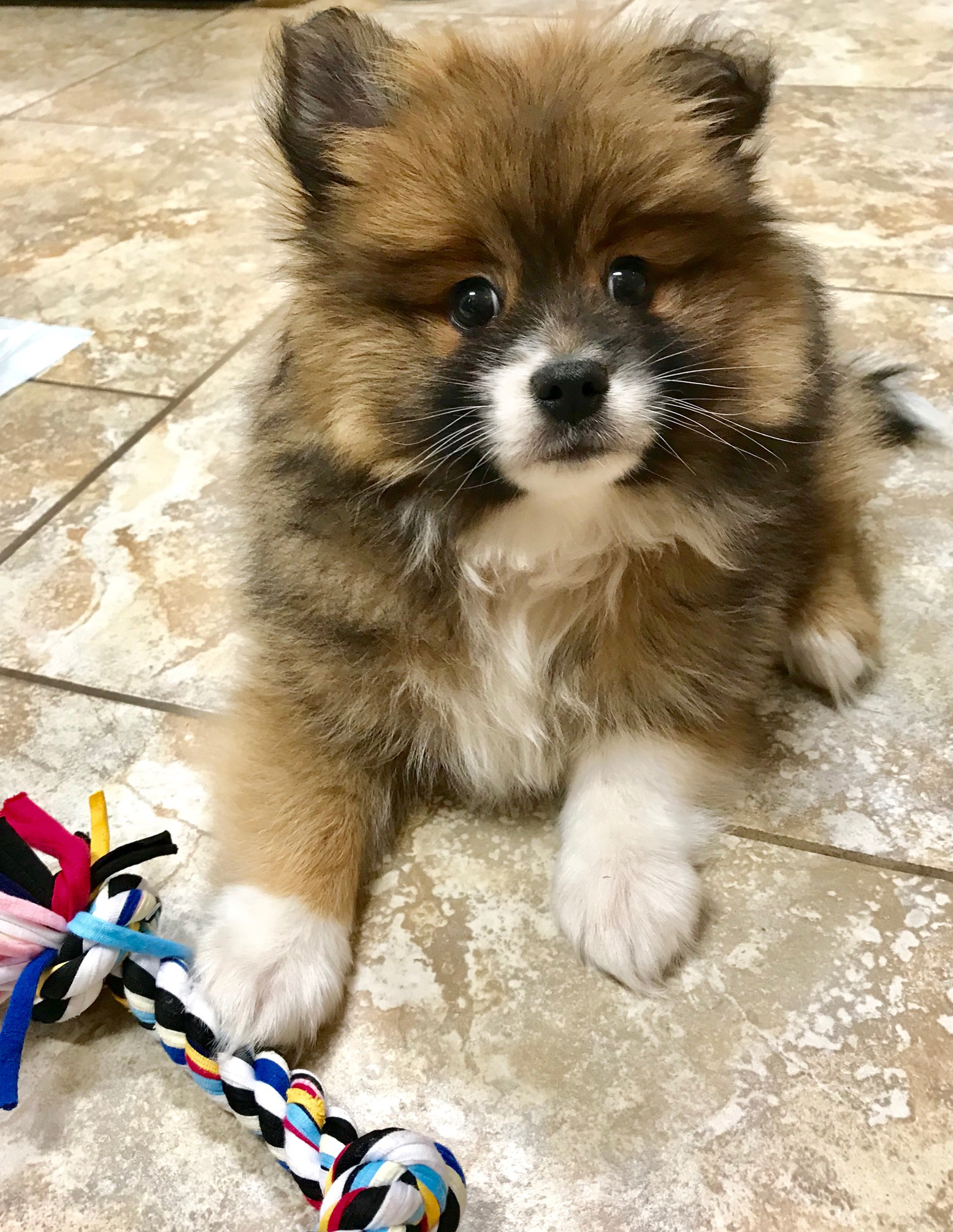 Available Pomeranian Puppies for Sale in Dallas, Texas