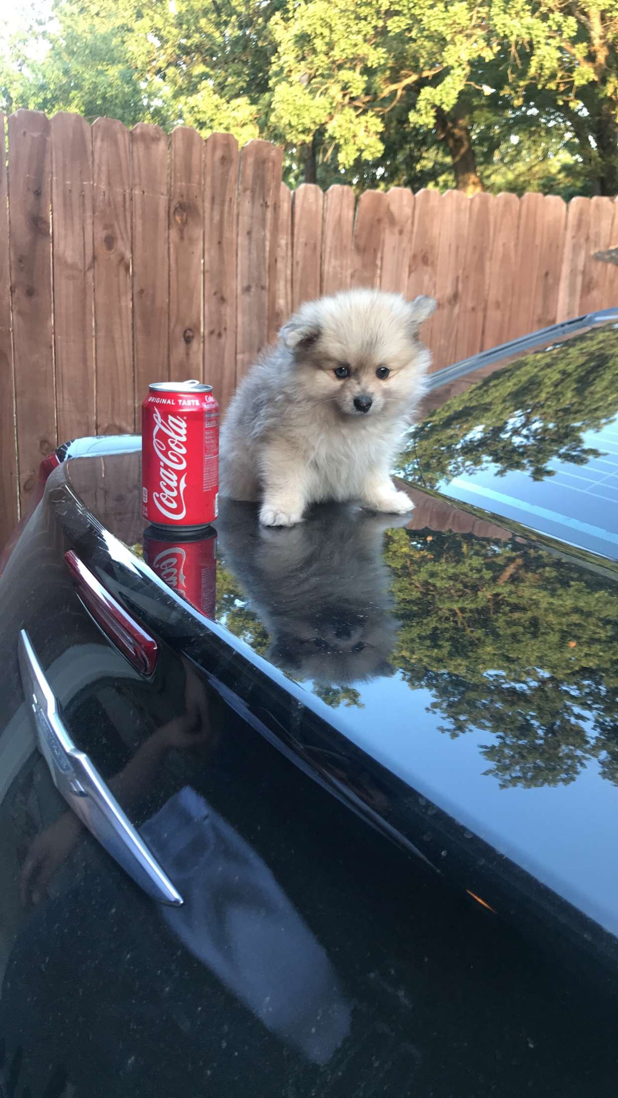 Available Pomeranian Puppies for Sale in Dallas, Texas