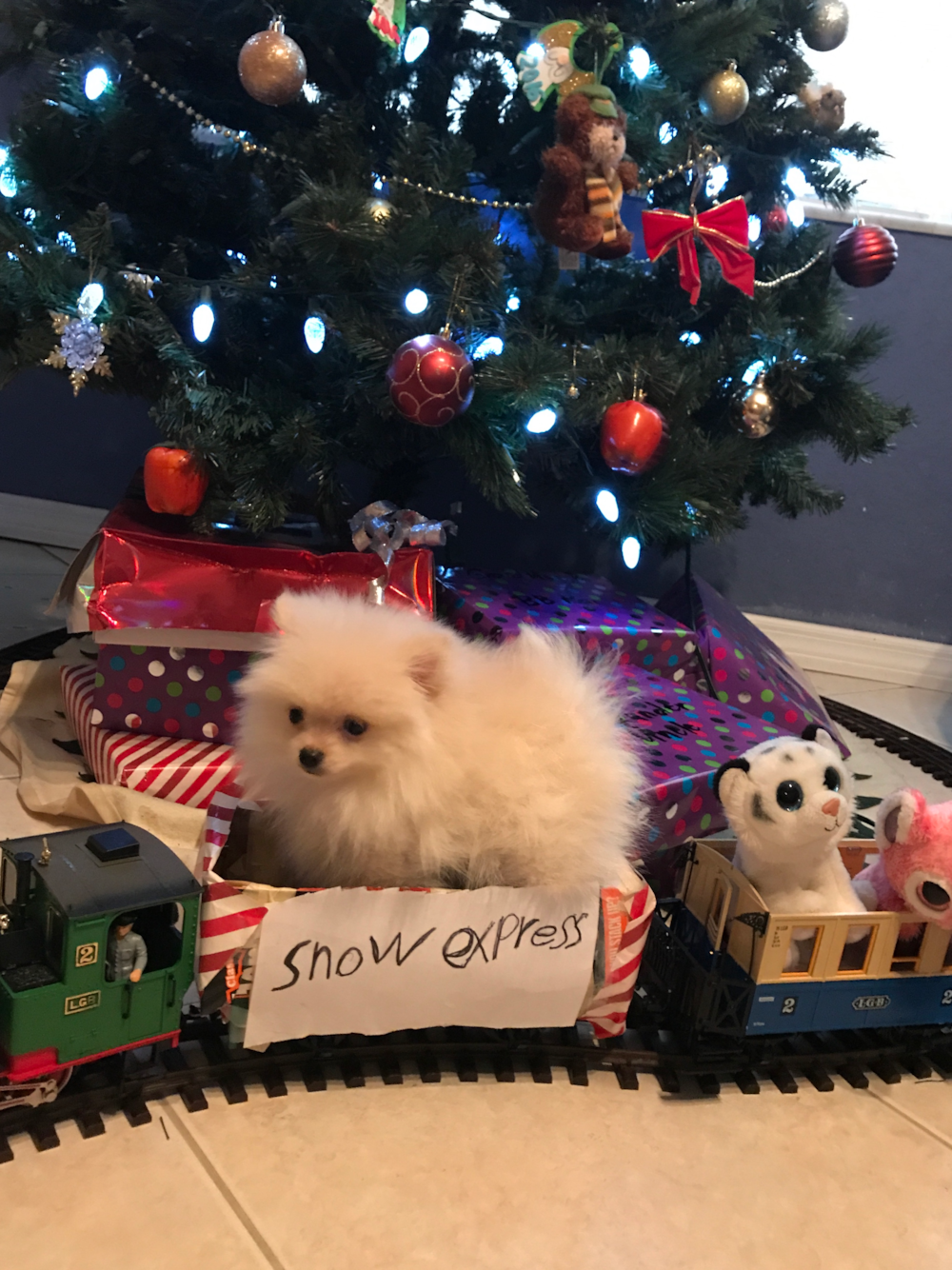 Available Pomeranian Puppies for Sale in Jacksonville, Florida