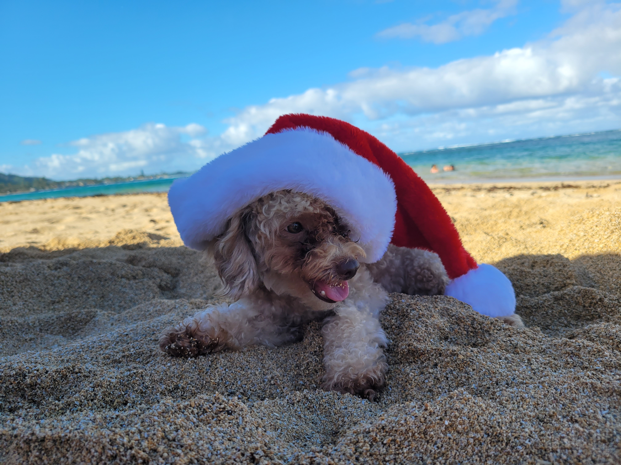 Find Available Poodle Puppies for Sale in Raleigh, North Carolina
