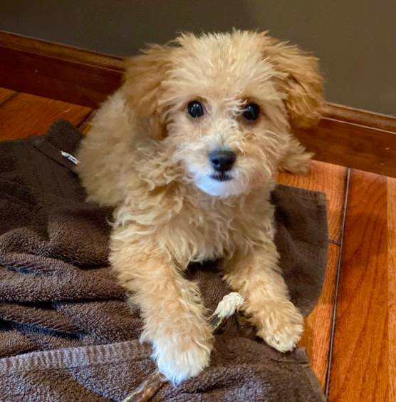 Find Available Poochon Puppies for Sale in Washington, District of Columbia