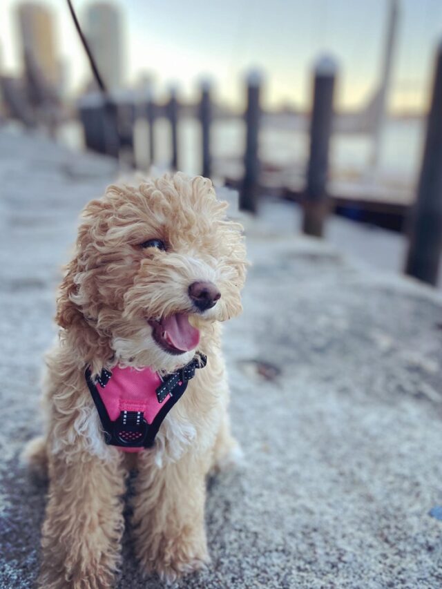 5 Reasons We Love Poodles - Inspiration Station