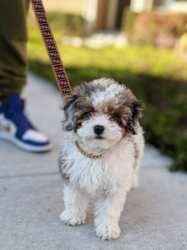 The Shoodle puppy - Inspiration Station