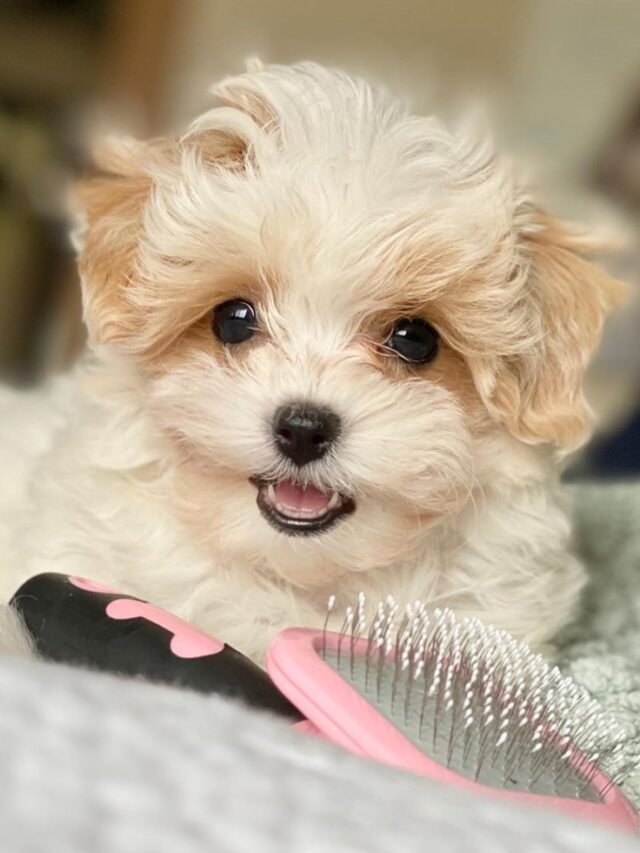 See The Maltipoo Puppy – Part 2 - Inspiration Station