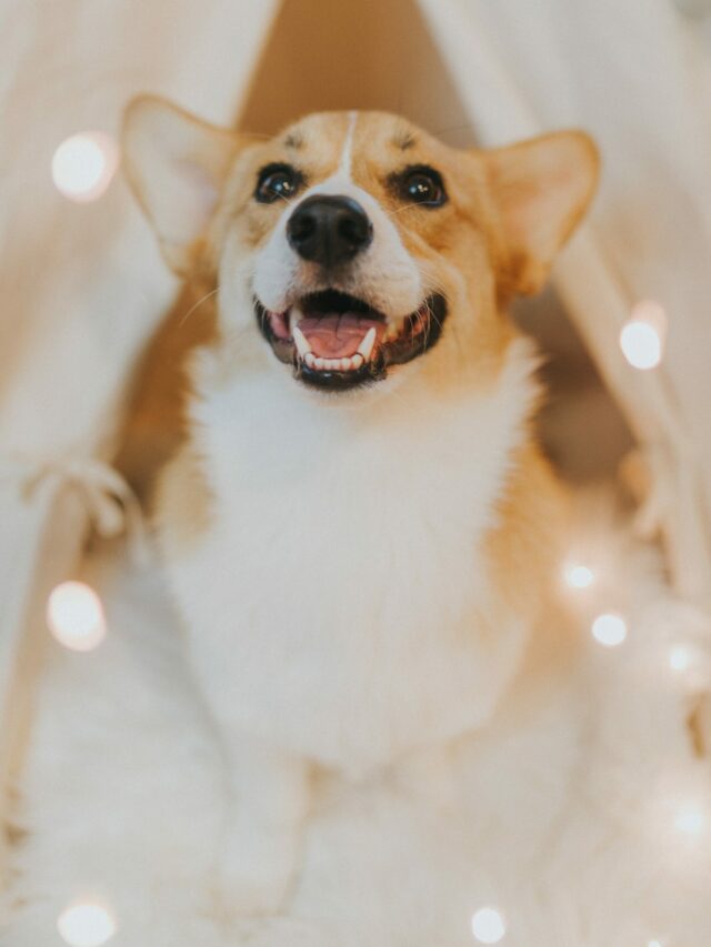 Queen Elizabeth II and her love for Corgi dogs. - Inspiration Station