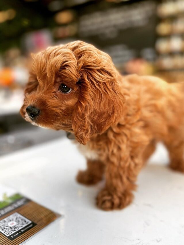 The Cavapoo puppy - Inspiration Station