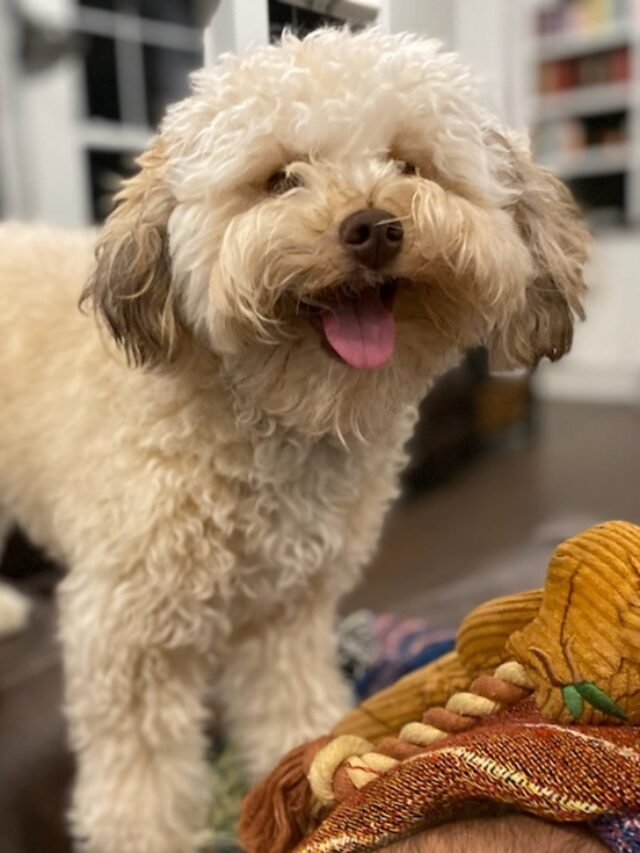 The Mini Labradoodle puppy - Inspiration Station