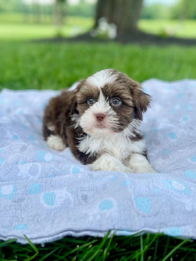 The Havashu puppy - Inspiration Station