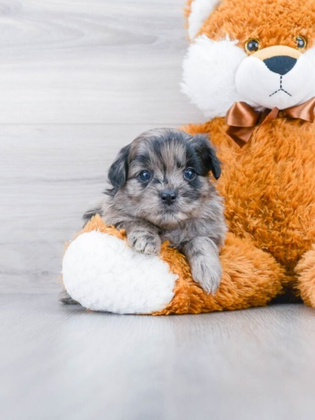 The Pomapoo puppy - Inspiration Station