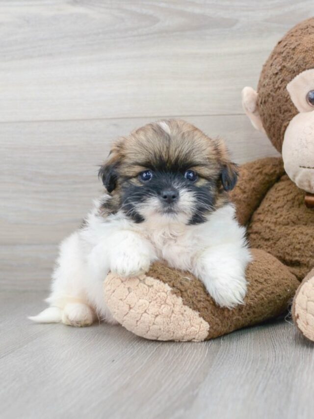 The Shiranian puppy - Inspiration Station