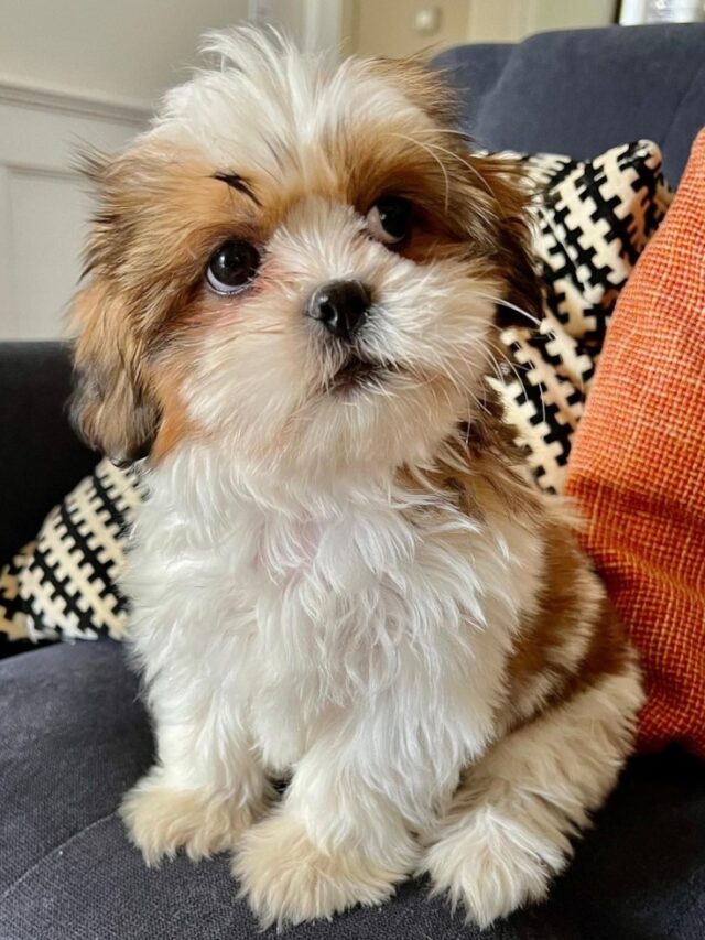 Shih Tzu puppies - Inspiration Station