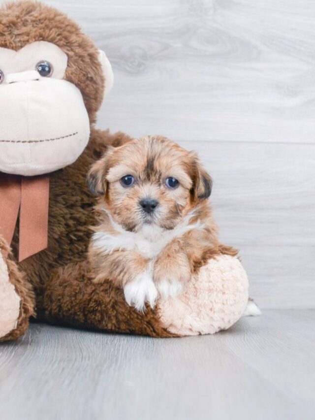 Collection of cute puppies - January edition - Inspiration Station