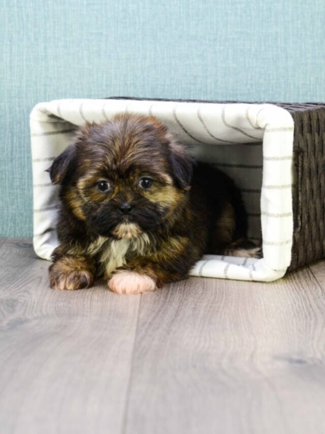 How are designer breeds created? - Inspiration Station