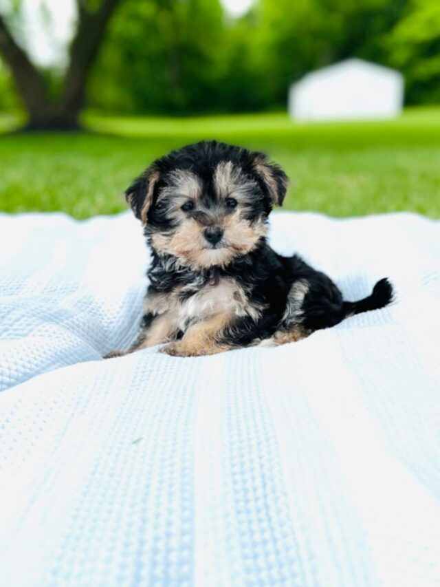 Cutest puppies alive - January collection - Inspiration Station